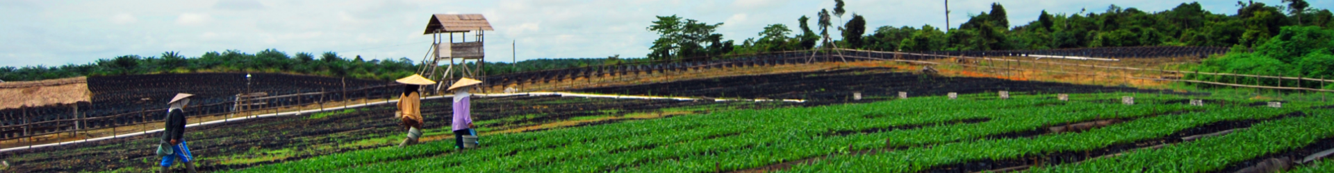 Triputra Agro Persada